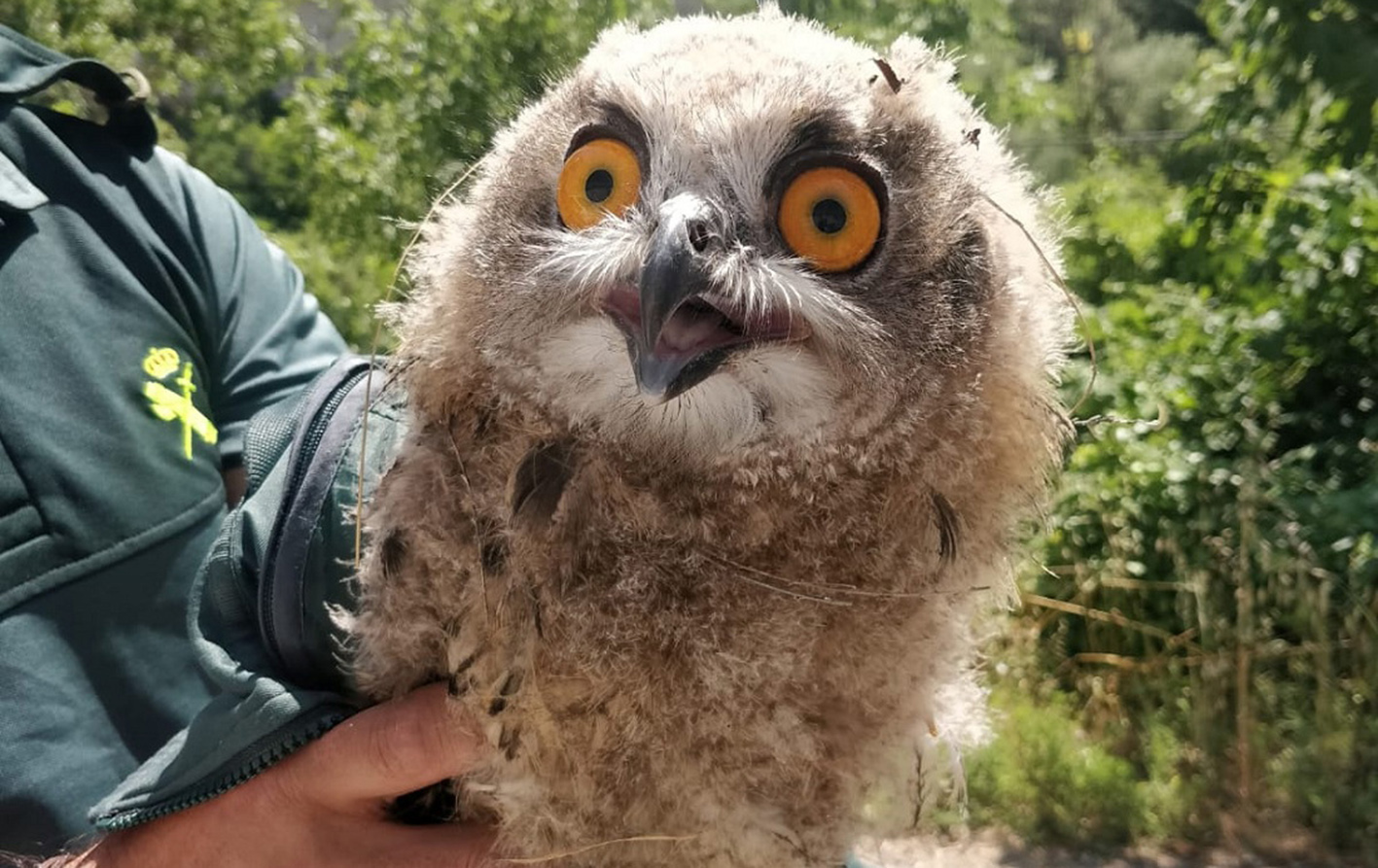 El búho real atrapado en la maleza y el chorlito herido en una de sus ...
